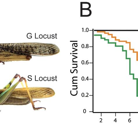 Locust Phenotypic Life Span After Lethal Fungal Infection M Download Scientific Diagram