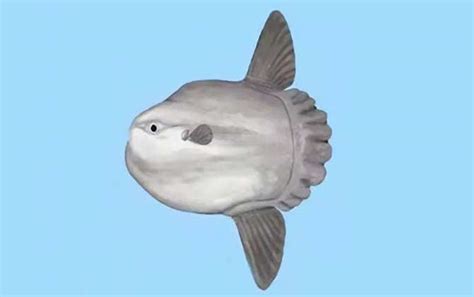 翻车鱼是什么鱼？ 酷钓鱼