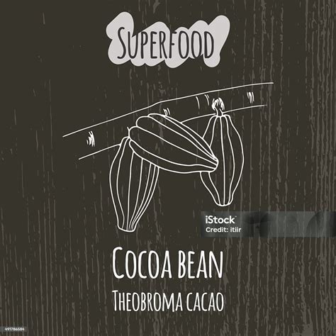 손 그림이요 일러스트 코코아 콩 Theobroma 카카오 선에 대한 스톡 벡터 아트 및 기타 이미지 선 코코아 2015년