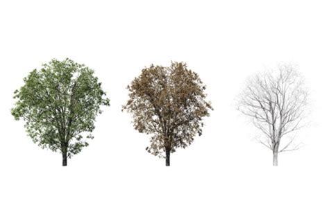 Birch Tree PNGs For Free Download