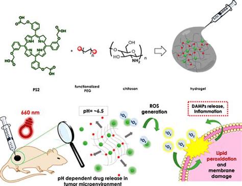 使用可注射壳聚糖水凝胶进行瘤内和持续药物递送的光动力疗法介导的抗肿瘤免疫 Biomacromolecules X Mol