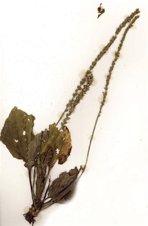 Discover Nature At Jcu Plantago Major Jcu Australia