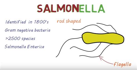 A Brief Introduction To Salmonella Microbes World
