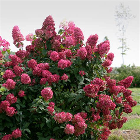 Panicle Hydrangea Panicle Hydrangea Identification And Pruning
