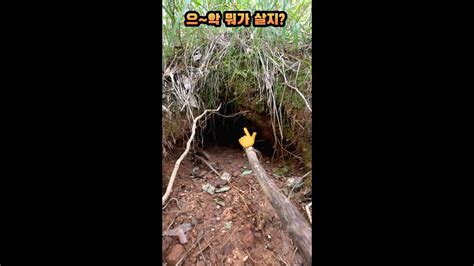 으 악 저 묘의 엄청난 굴에는 뭐가 사는 거야 Youtube