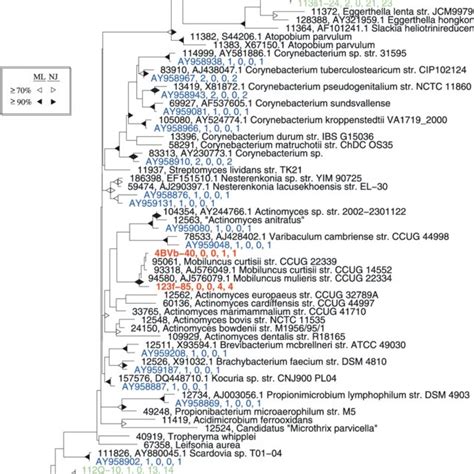 Phylogenetic Relationships Among Representative Taxa Belonging To The