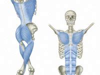 120 Idee Su Fasce Muscolari Anatomia Muscolare Anatomia Muscoli