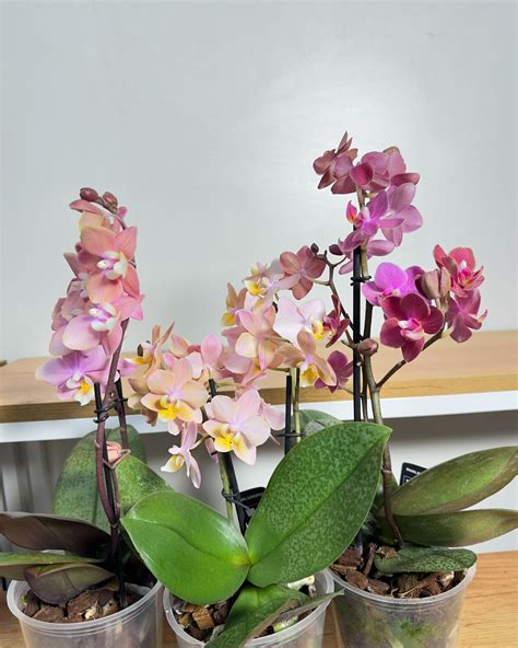 Орхідеї Київ Відправка по всій Україні пакування БЕЗКОШТОВНЕ Orchids Kyiv • Instagram