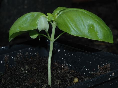 Ocimum Basilicum Lamiaceae