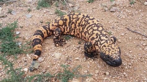 The Gila Monster Americas Venomous Lizard