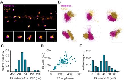 Nanoscale Organization Of The Endocytic Zone 238 A Smlm Image Of Download Scientific Diagram
