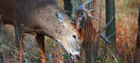 How To Protect Tree Trunks From Deer And Other Wildlife DoItYourself Com