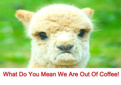 Tina Llama Memes