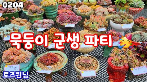 24년02월04일 로즈퀸님 묵둥이 군생들 파티 🥳 저렴한 가격으로 만나요 먼로철화 핑크마녀 까멜리아 아리엘철화 흑사금 하월야 벤바디스 온슬로우 화이트팜 라즈베리아이스