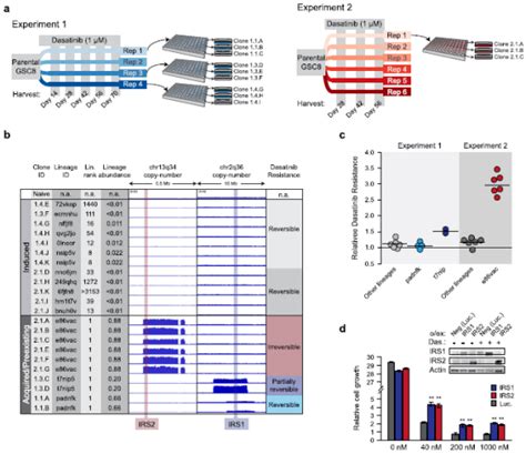 【精选编译】单细胞分析gbm耐药性的遗传和表观遗传机制 条形码 干细胞 肿瘤