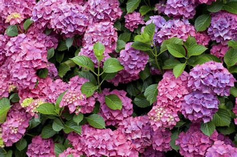 无人 横图 室外 特写 白天 正面 骄傲 花海 花圃 美景 植物 八仙花 叶子 盛开 景观 花蕾 花 花瓣 花朵 花卉 鲜花 粉色 绿色 自然