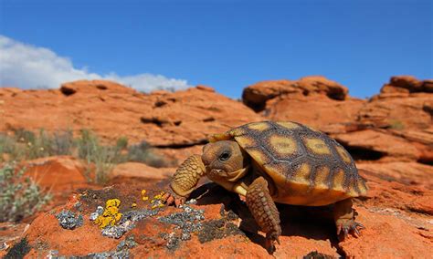 California Desert Tortoise