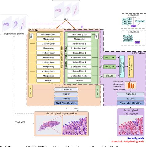 Figure 1 From A Digital Pathology Workflow For The Segmentation And Classification Of Gastric
