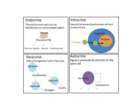 Flashcard Lect 22 MECHANISM OF HORMONE ACTION Quizlet