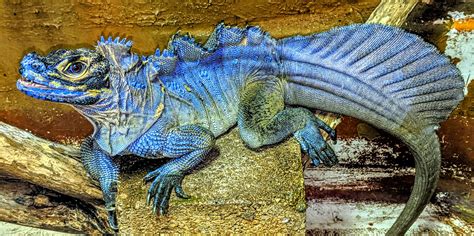 Sailfin