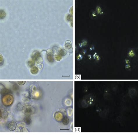 Visualization Of Crystal Structures Using Polarizing Microscopy In C Download Scientific