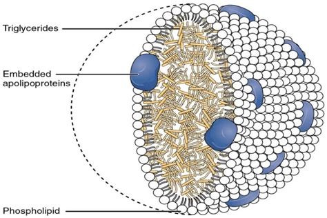 Triglycerides Vs Phospholipids