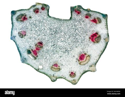 Celery Stalk Light Micrograph Of A Cross Section Through A Stalk From