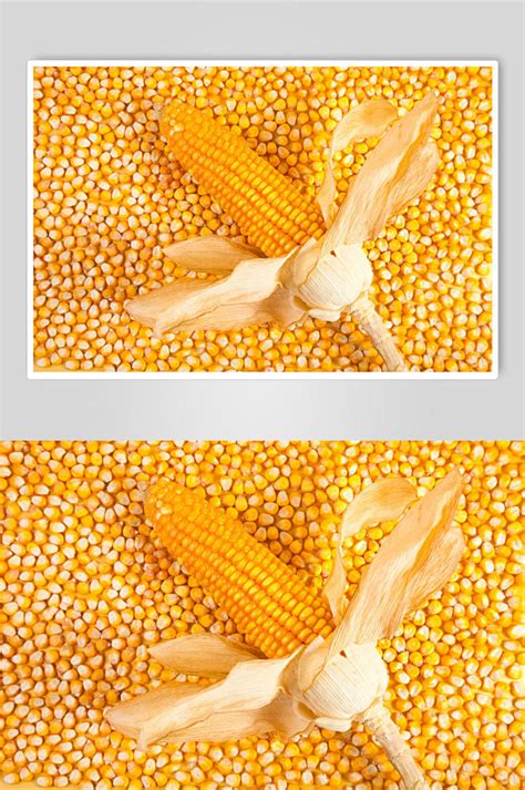 玉米粒