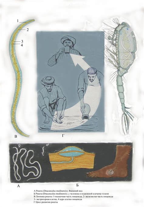 Атлас паразитов человека