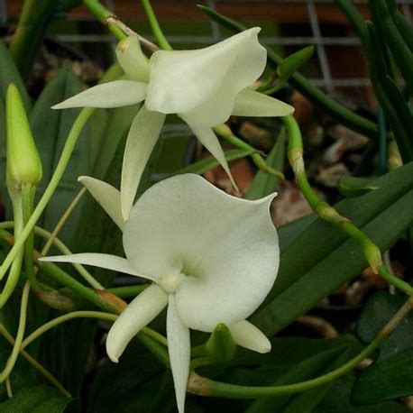 Angraecum Scottianum Azienda Agricola Nardotto E Capello