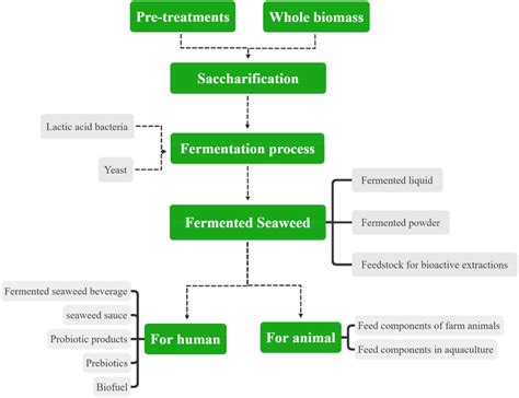 General Scheme Of Seaweed Fermentation Process And Potential Products Download Scientific Diagram