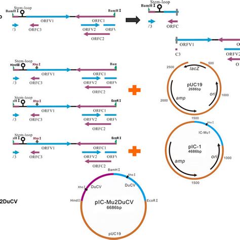 Construction Strategy Of Pic 2ducv A Two Full Length Genomes Of Ducv