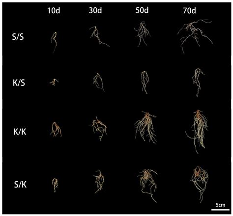 Effects Of Intergeneric Grafting Of Schisandraceae On Root Morphology Anatomy And Physiology Of
