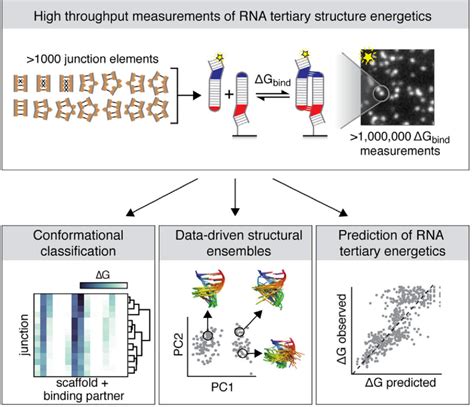 Publications — Greenleaf Lab Stanford