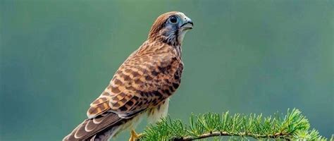 微软是否已经停止dotnetty的维护？还有哪些其它适合做游戏的异步socket库？ 知乎