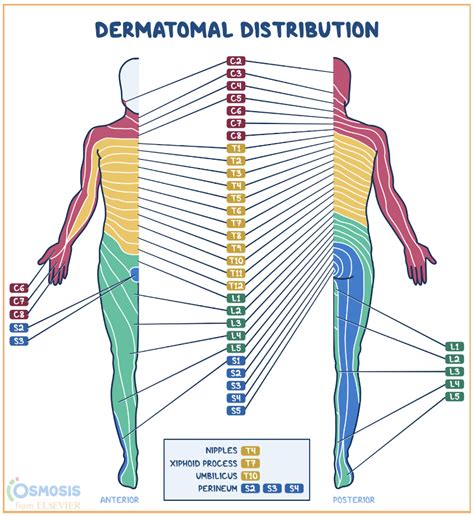 Usmle® Step 2 Ck Question Of The Day Spinal Cord Injury Osmosis Blog