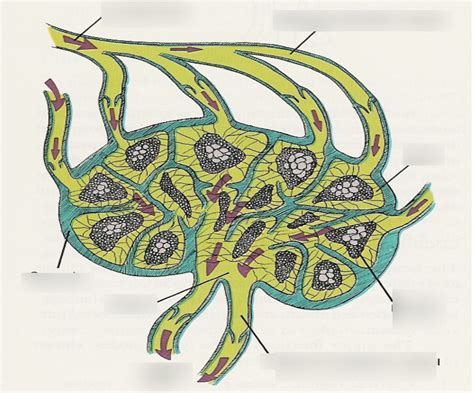 Diagram Of Lymph Node Quizlet