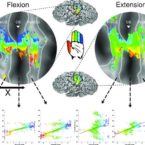 Pdf Detailed Somatotopy In Primary Motor And Somatosensory Cortex Revealed By Gaussian