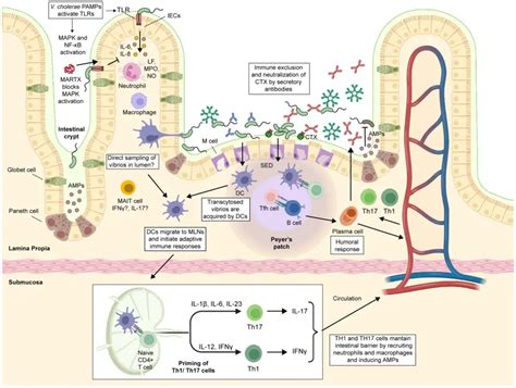 Vibrio Cholerae Food Poisoning Cholera Toxin Ct Biology Notes Online