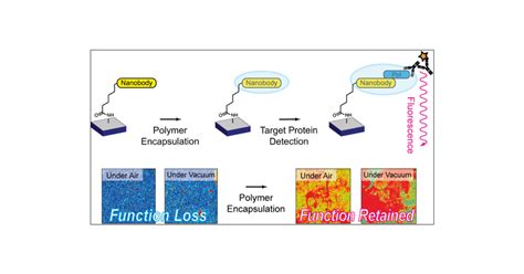 Immobilization Of Nanobodies With Vapor Deposited Polymer Encapsulation
