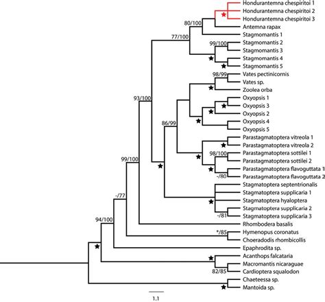 Bayesian Inference Bi Tree With Bootstrap Values From The