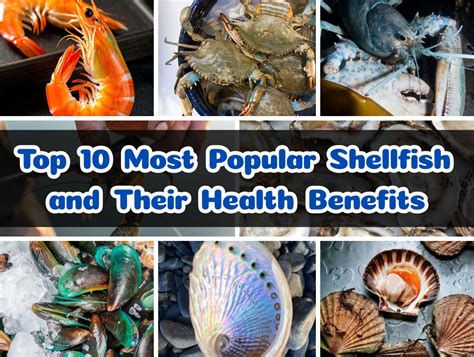 Top 10 Most Popular Shellfish And Their Health Benefits Alina Basics