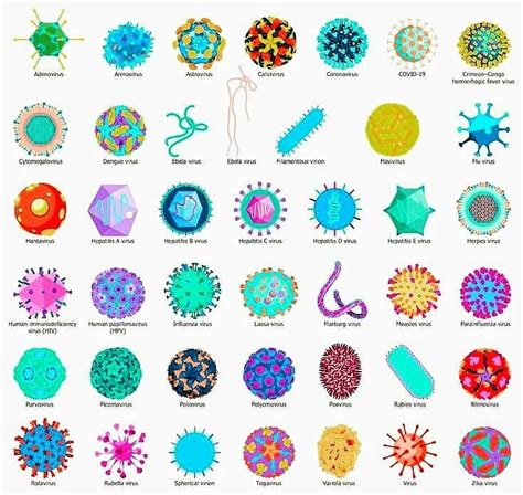 BiotechVerse On Instagram Just Wanted To Share Something Viral Few Types Of Viruses
