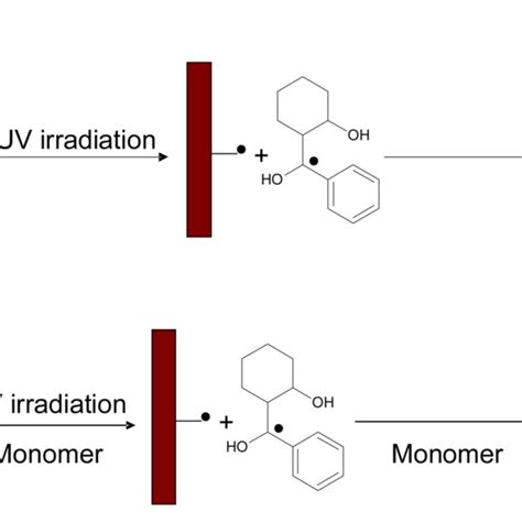 Schematic Diagram For The Photoinduced Graft Polymerization Of Monomer