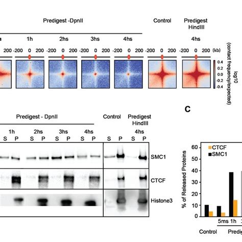 PDF Compartment Dependent Chromatin Interaction Dynamics Revealed By Liquid Chromatin Hi C