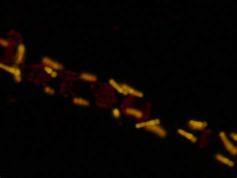 Postdoc Fellowship In Marine Microbiology Department Of Ecology Environment And Plant Sciences