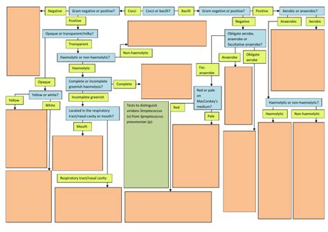 Bacterial Identification Flowchart