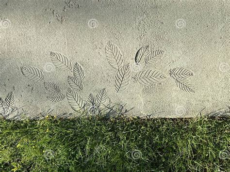 An Image Of A Compacted Ground Section With Human Animal And Leaf