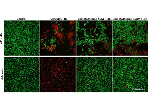 Home › Propidium Iodide Pi Solution 750 μm