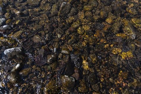 River Clam Images Free Photos Png Stickers Wallpapers And Backgrounds Rawpixel